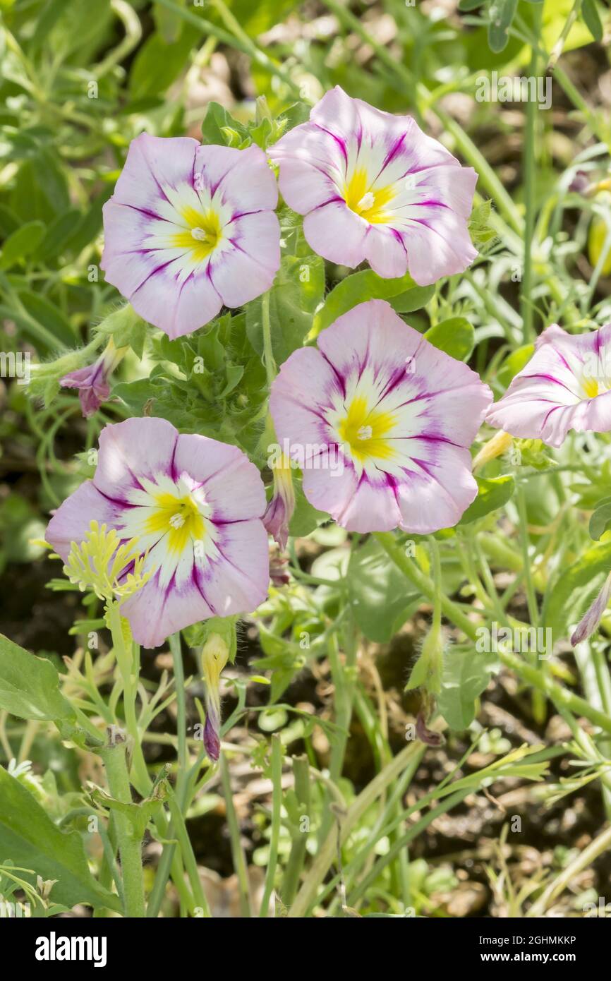Annual dwarf convolvulus hi-res stock photography and images - Alamy