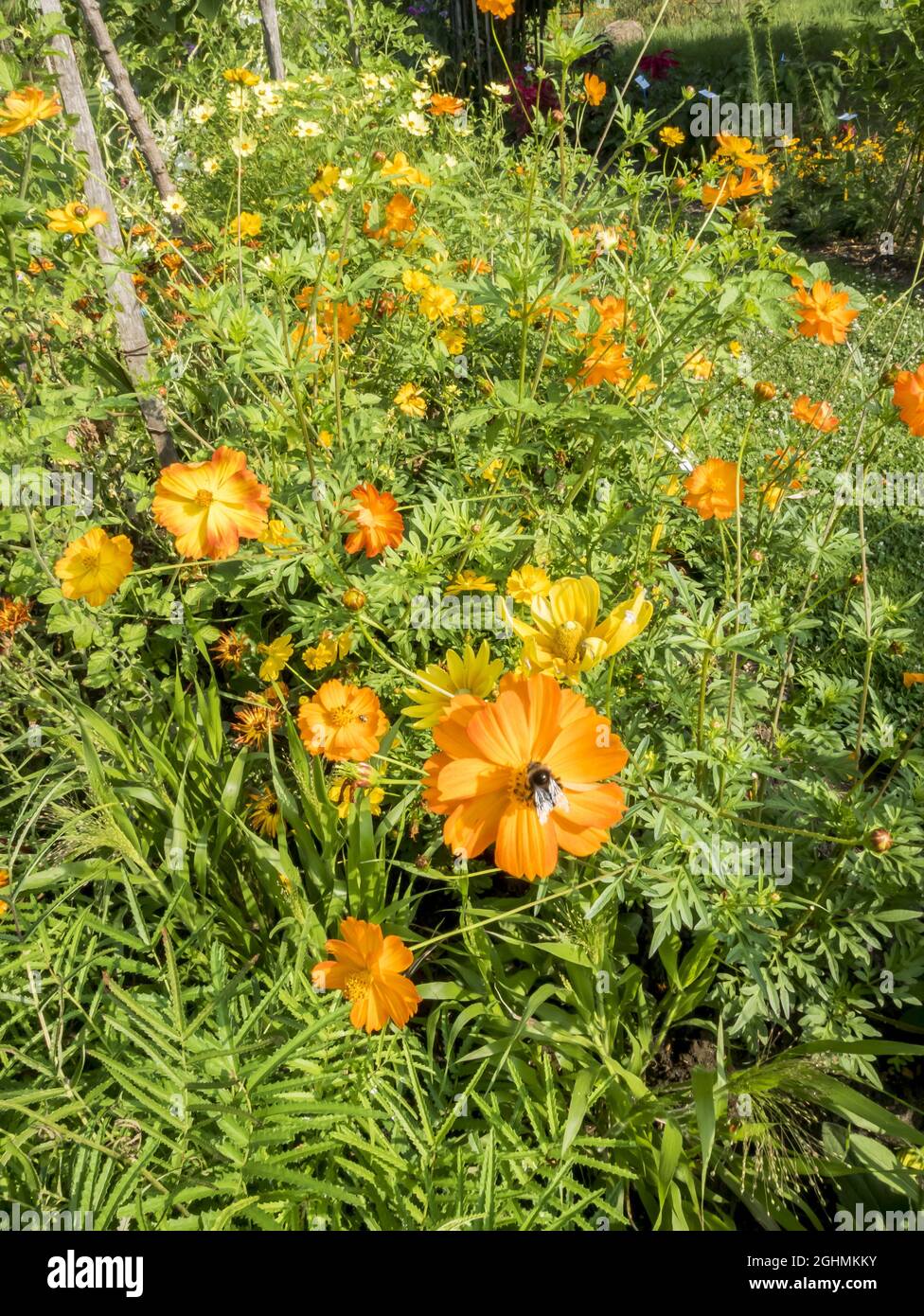 Cosmos sulphureus 'Cosmic Yellow' Stock Photo - Alamy