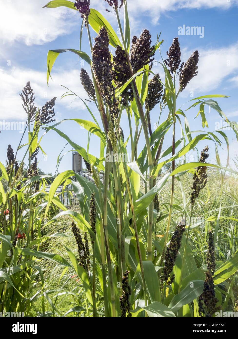 Sorghum Nigrum 'Texas Black' Stock Photo - Alamy