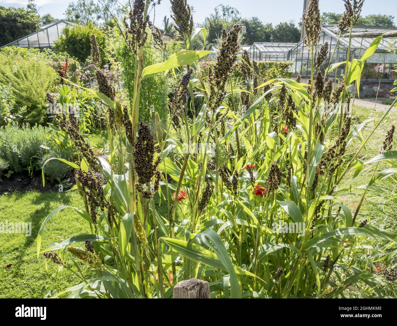 Sorghum Nigrum 'Texas Black' Stock Photo - Alamy
