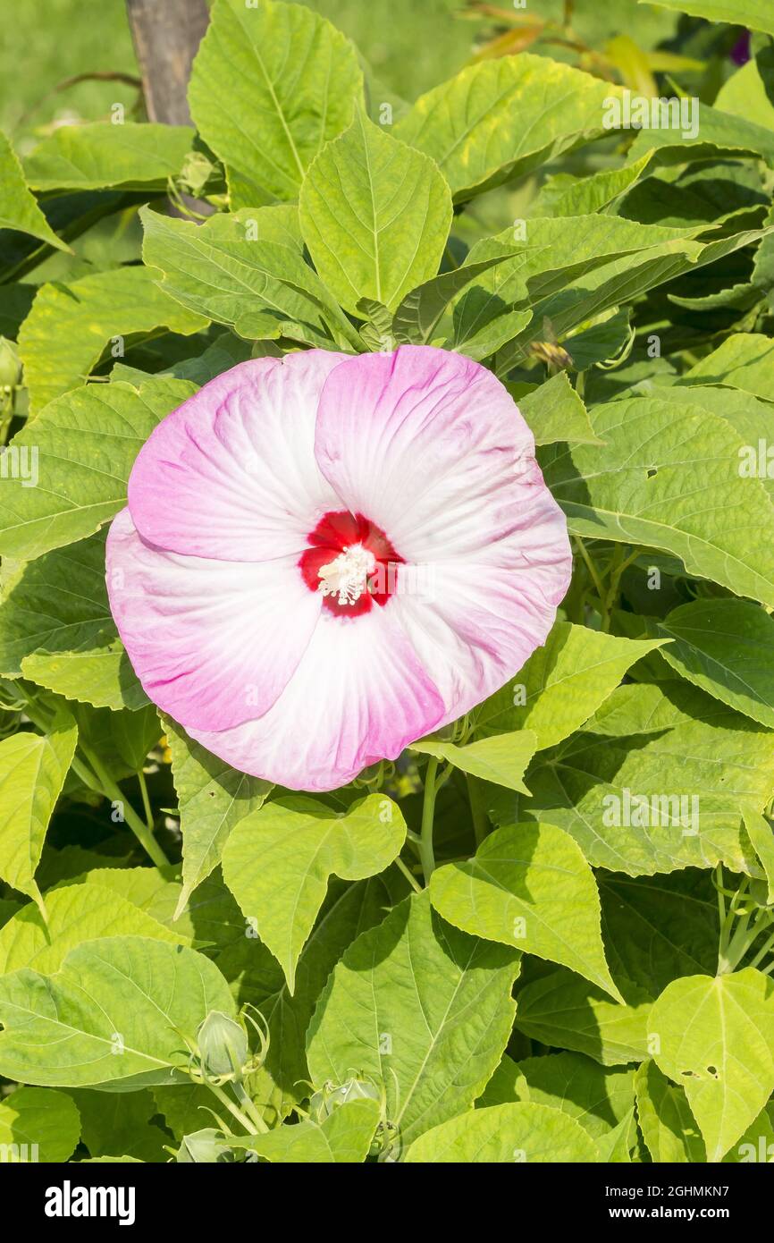Hibiscus moscheutos 'Luna Blush' Stock Photo - Alamy