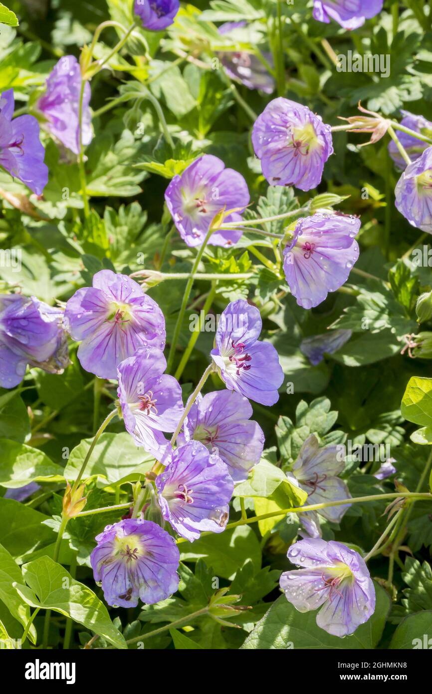 Geranium ?Azure Rush Stock Photo - Alamy