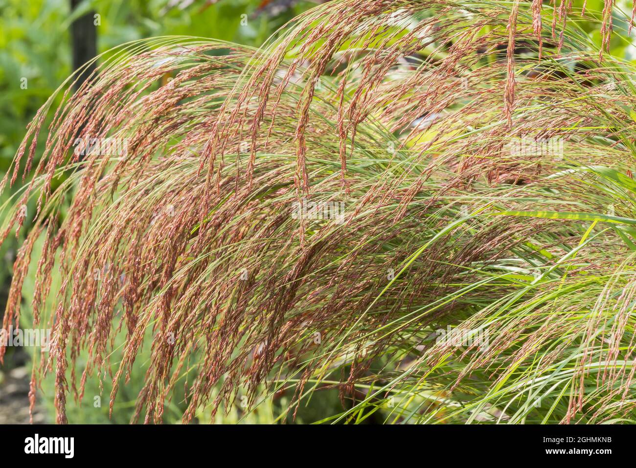 Eragrostis tef hi-res stock photography and images - Alamy