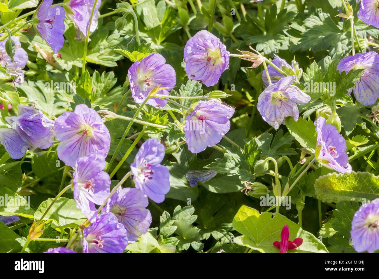 Geranium ?Azure Rush Stock Photo - Alamy