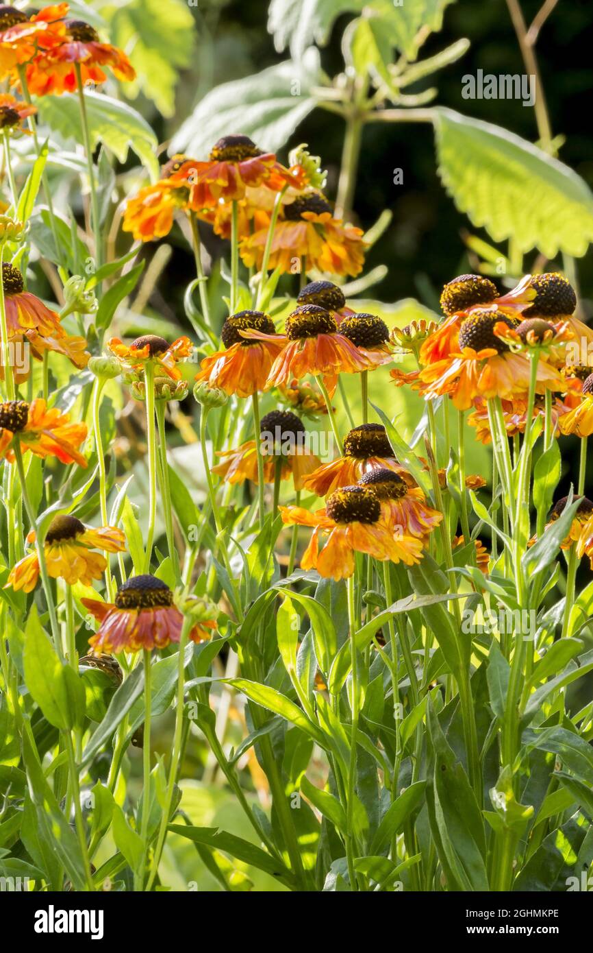 Helenium sp hi-res stock photography and images - Alamy