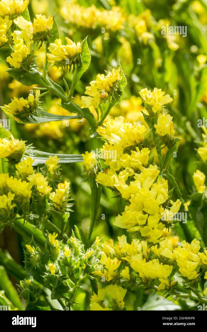 Limonium sinuatum 'Qis Yellow' Stock Photo - Alamy