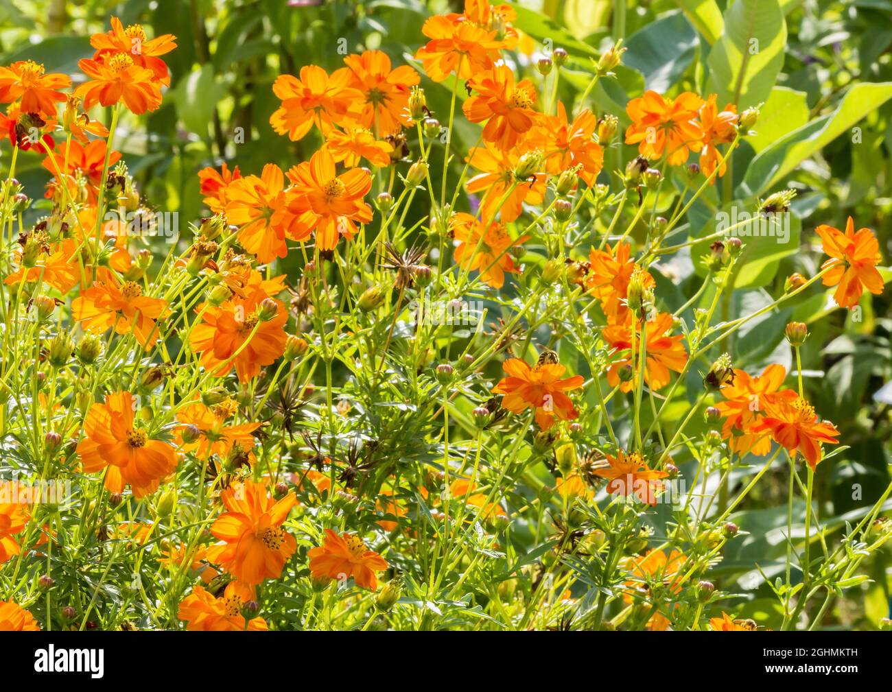 Cosmos sulphureus 'Diablo' Stock Photo - Alamy