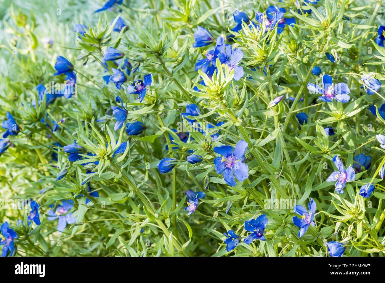 Anagalis monellii 'Blue Light' Stock Photo - Alamy