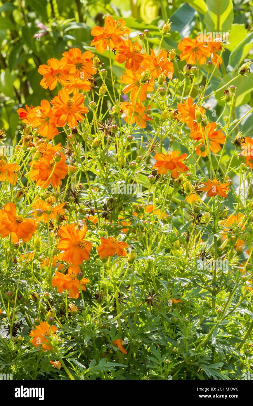 Cosmos sulphureus 'Diablo' Stock Photo - Alamy