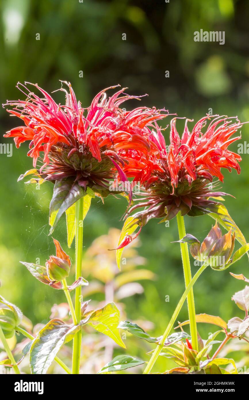 Monarda didyma ?Panorama Red Shades' Stock Photo - Alamy