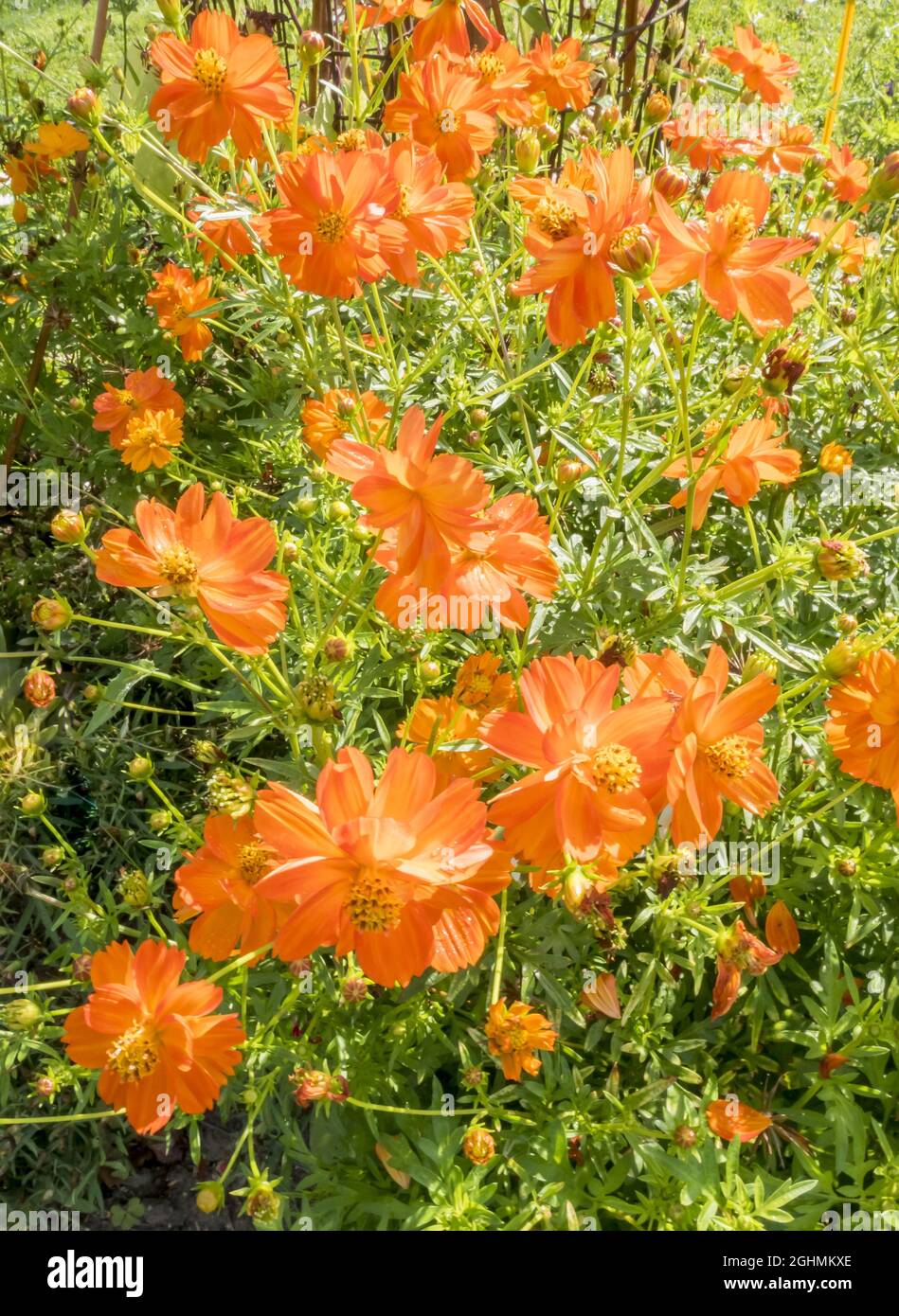 Cosmos sulphureus 'Diablo' Stock Photo - Alamy