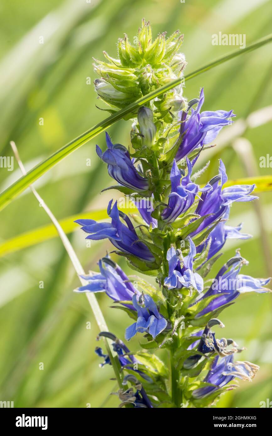 Lobelia syphilitica 'Blue Selection' Stock Photo - Alamy