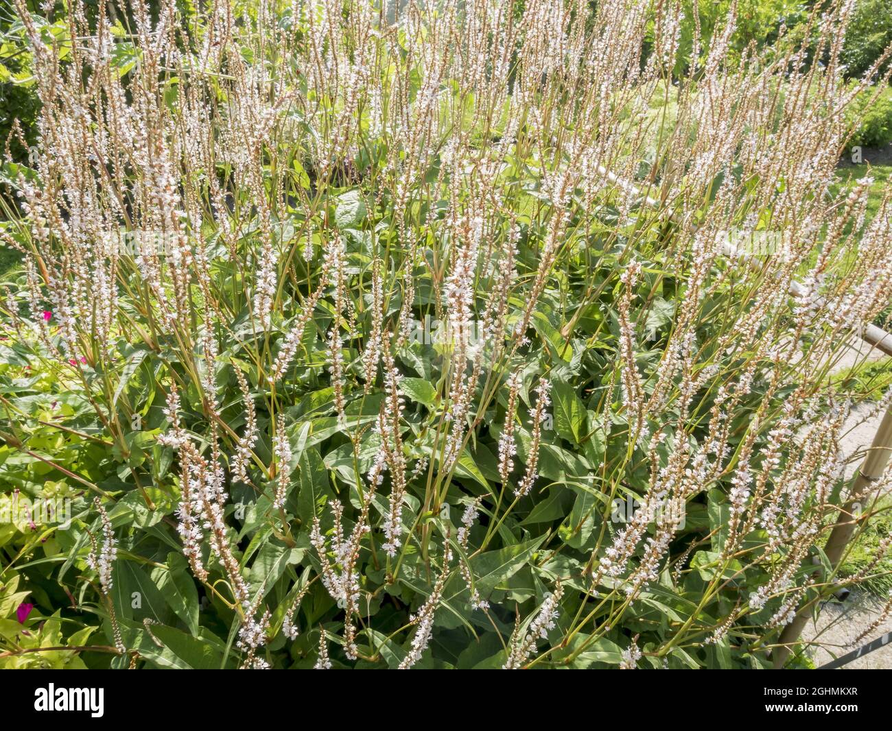Red bistort persicaria amplexicaulis hi-res stock photography and ...