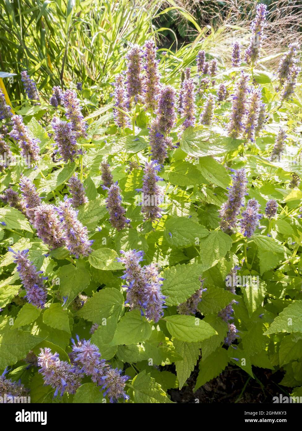 Agastache anisata hi-res stock photography and images - Alamy