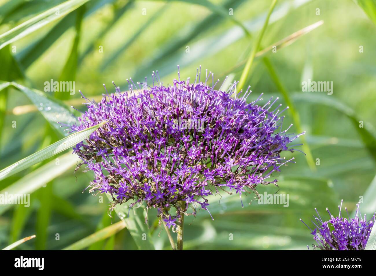 Trachelium caeruleum 'Passion Purple' Stock Photo - Alamy