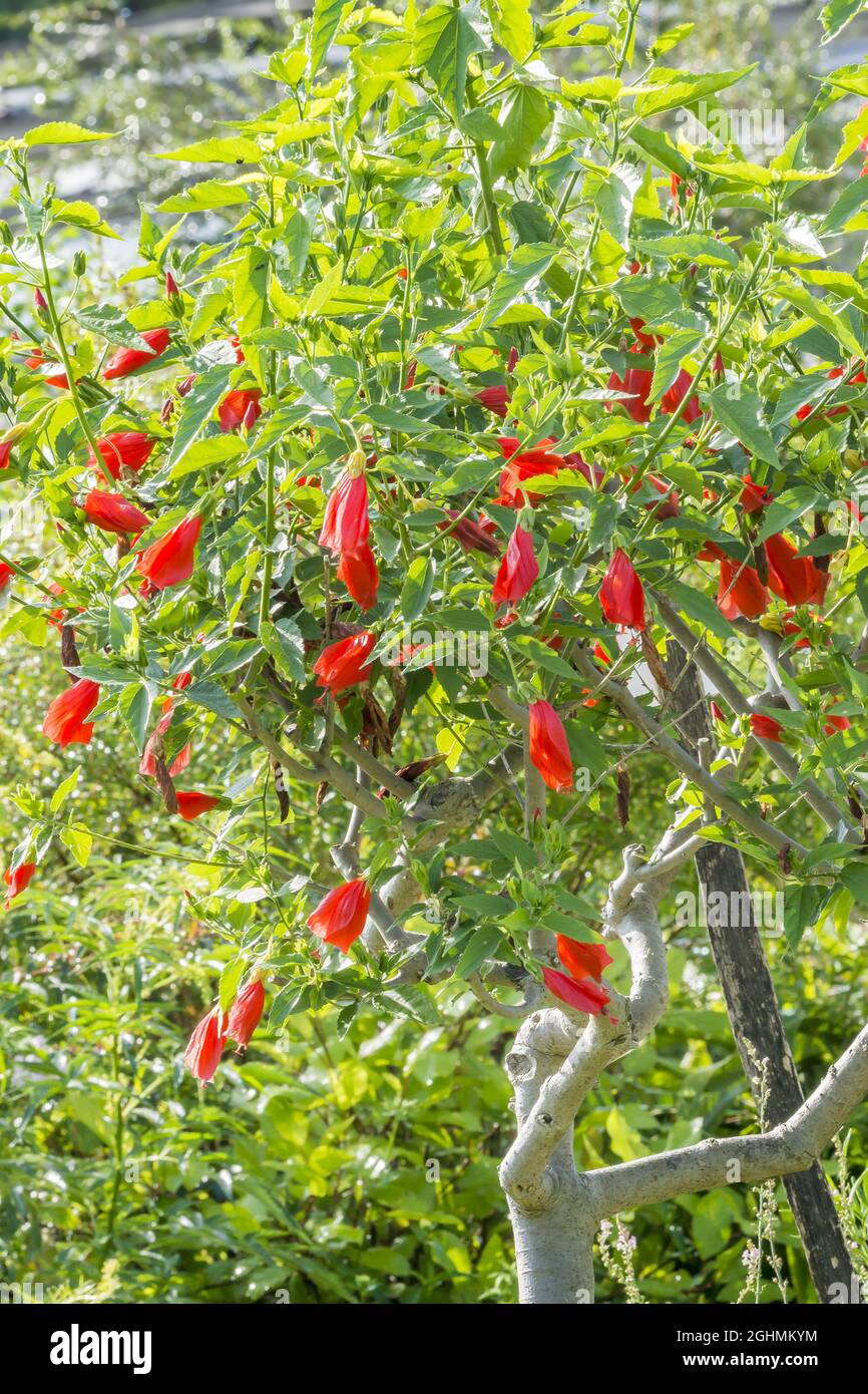 Malvaviscus hi-res stock photography and images - Alamy