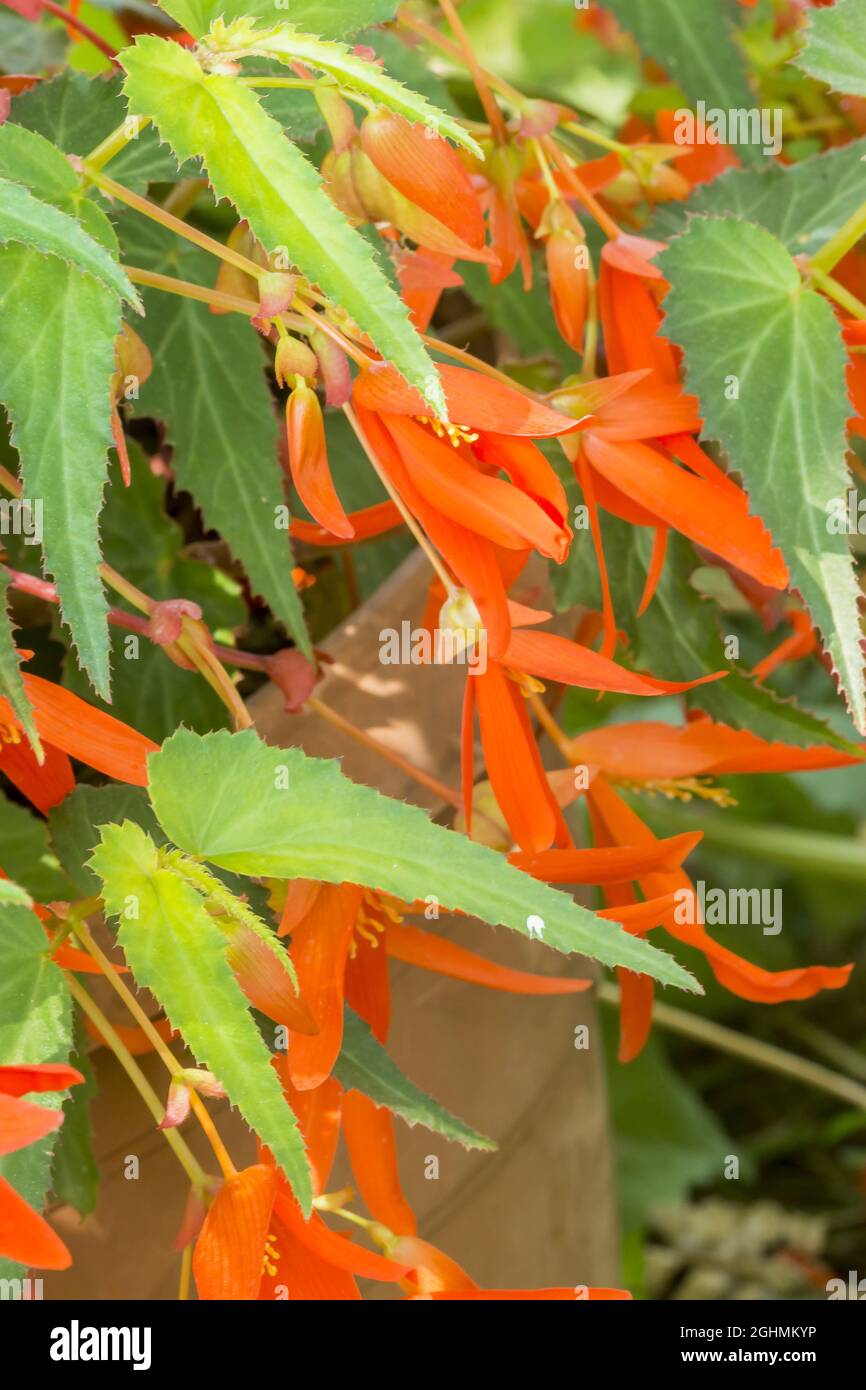 Begonia tuberhybrida 'Pin-Up Flame' Stock Photo - Alamy