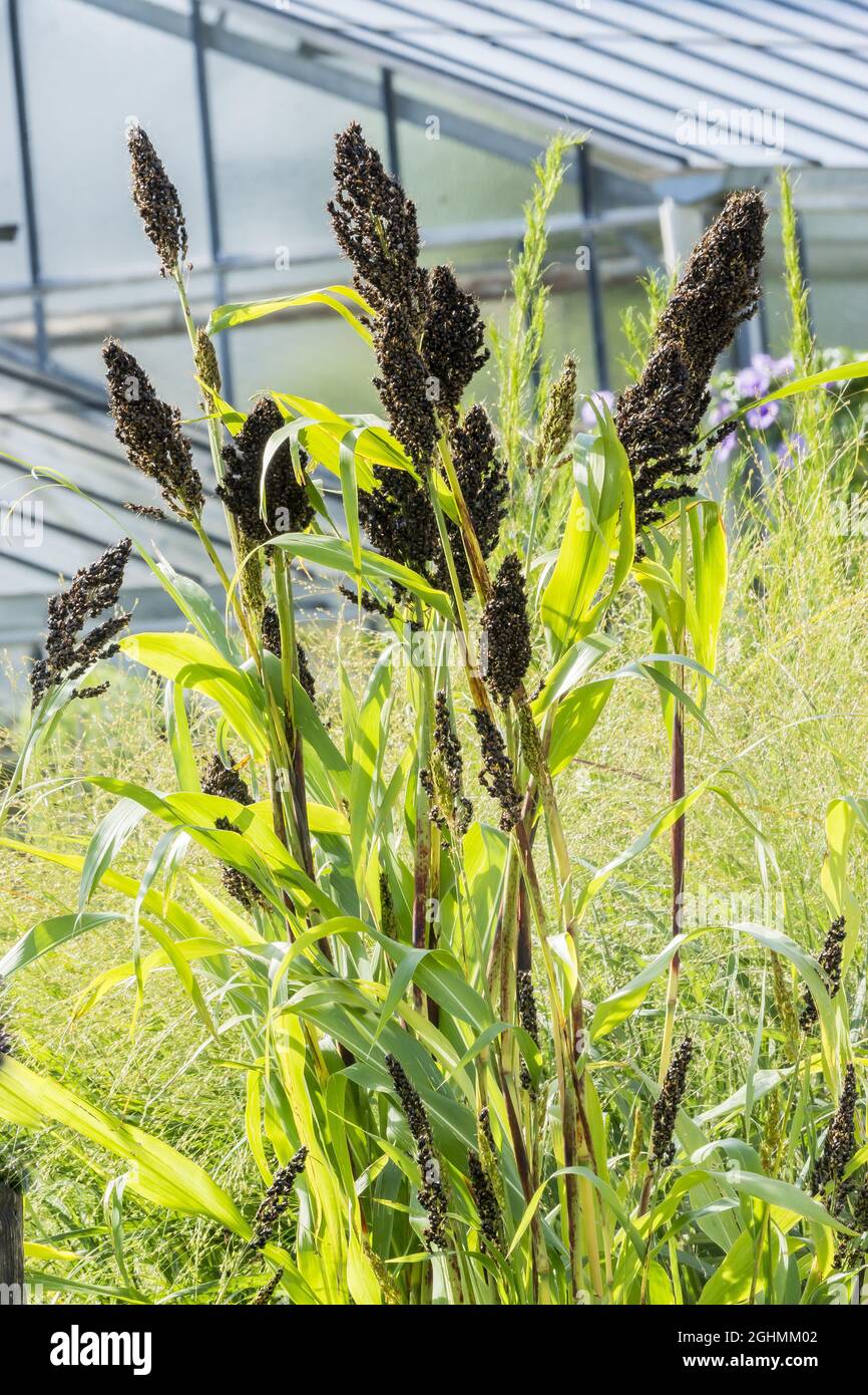 Sorghum Nigrum 'Texas Black' Stock Photo - Alamy