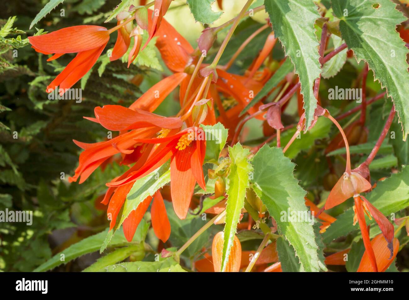 Begonia tuberhybrida 'Pin-Up Flame' Stock Photo - Alamy