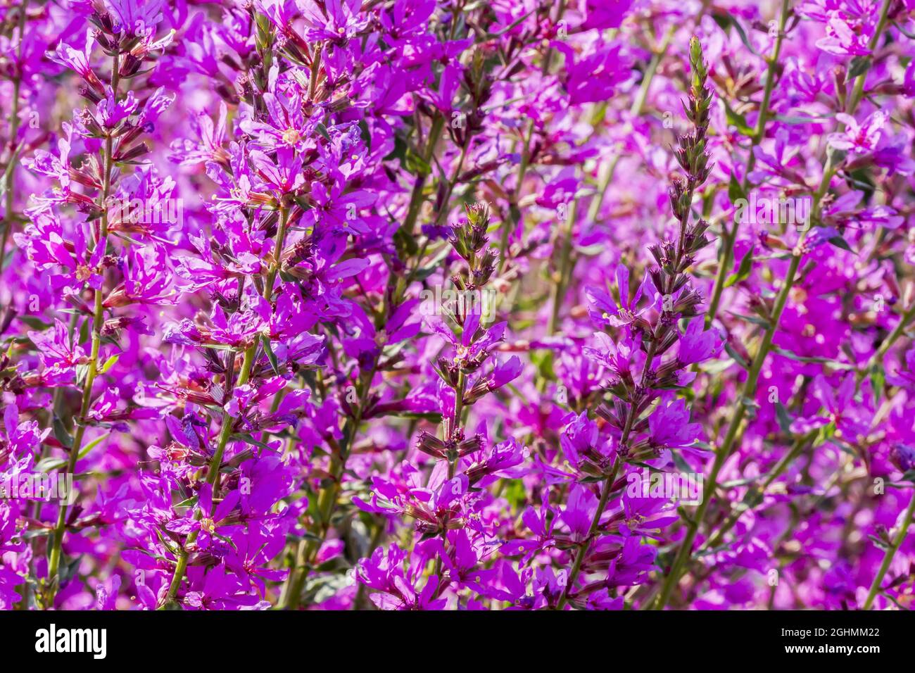 Lythrum virgatum 'Dropmore Purple' Stock Photo - Alamy