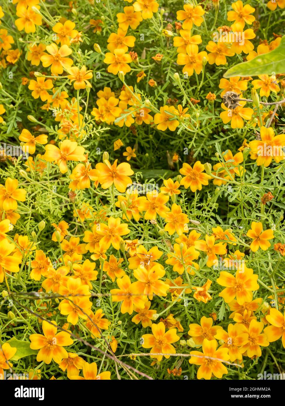 Tagetes lemon gem hi-res stock photography and images - Alamy