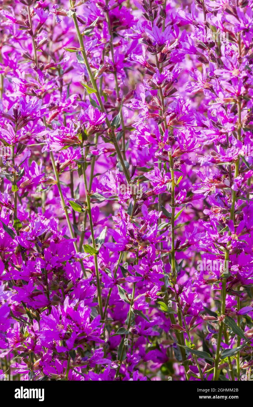 Lythrum virgatum 'Dropmore Purple' Stock Photo - Alamy