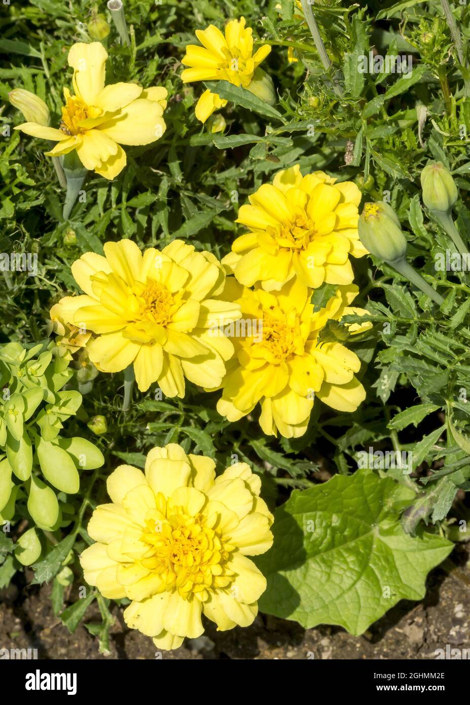 Tagetes patula 'Alumia Vanilla Cream' Stock Photo - Alamy