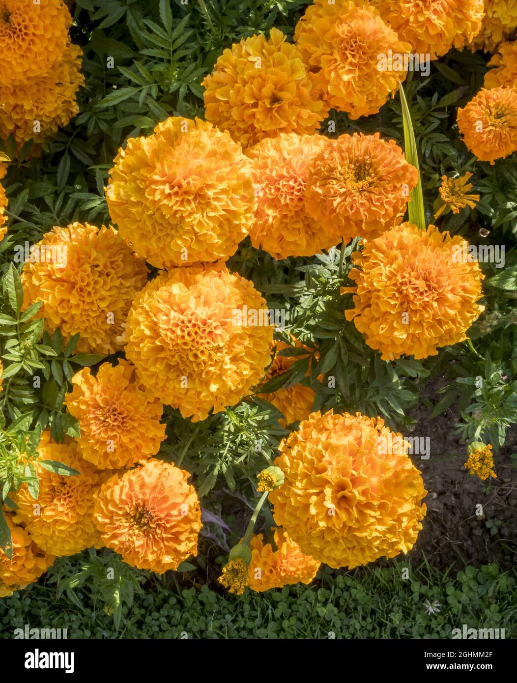 Tagetes erecta 'Perfection Orange' Stock Photo - Alamy