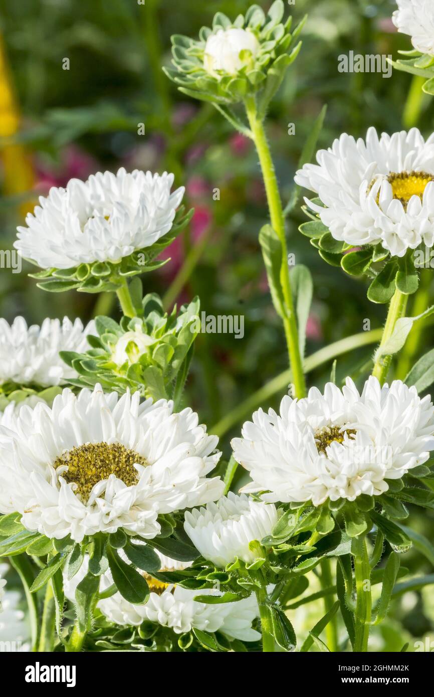 Callistephus chinensis 'Matsumoto' Stock Photo - Alamy