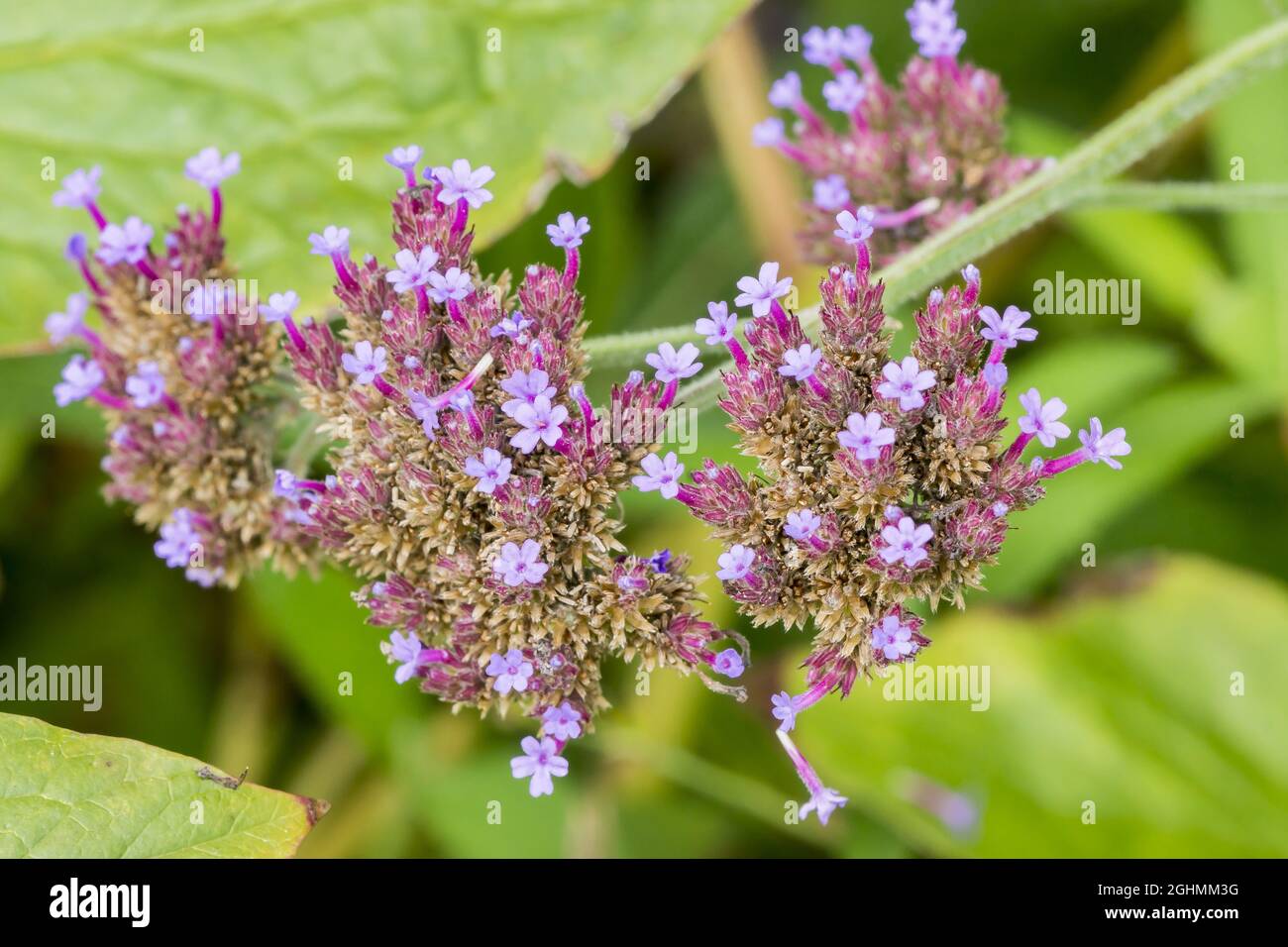 Verbena Sp Verbenaceae High Resolution Stock Photography and Images - Alamy