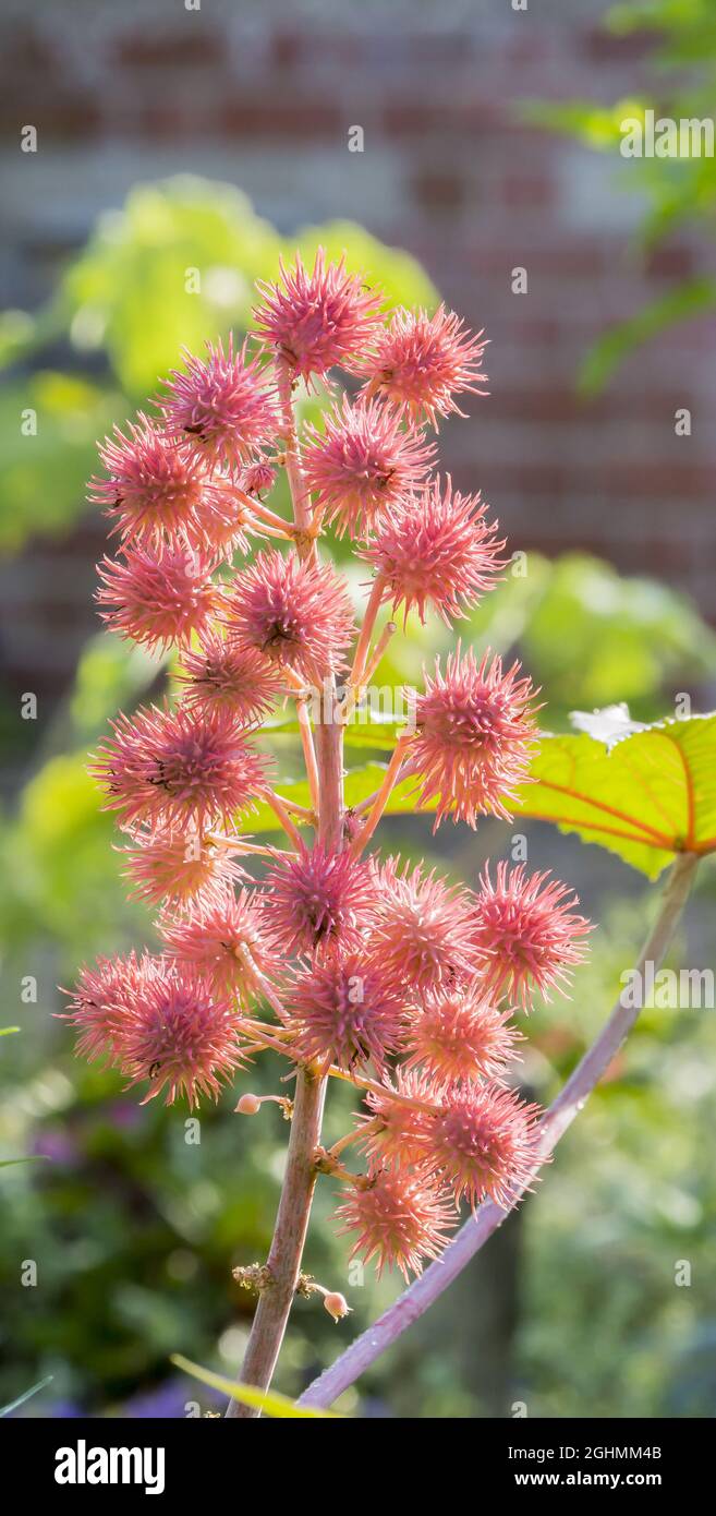 Red spire hi-res stock photography and images - Alamy