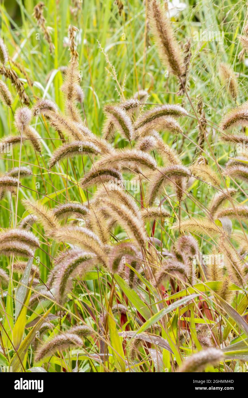 Setaria atropurpurea viridis 'Caramel' Stock Photo - Alamy