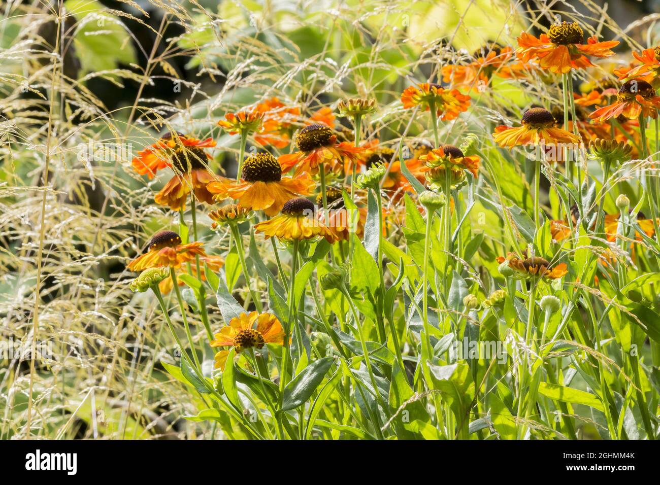 Helenium sp hi-res stock photography and images - Alamy
