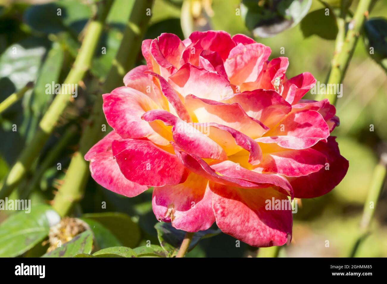 Rose tree 'Pullman Orient-Express' in bloom in a garden Stock Photo - Alamy