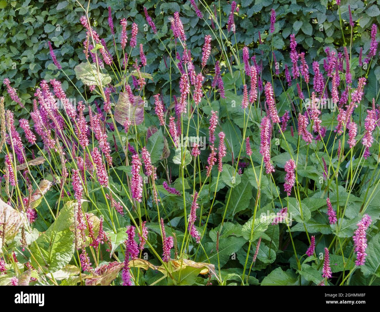 Persicaria amplexicaulis 'Firetail' Stock Photo - Alamy