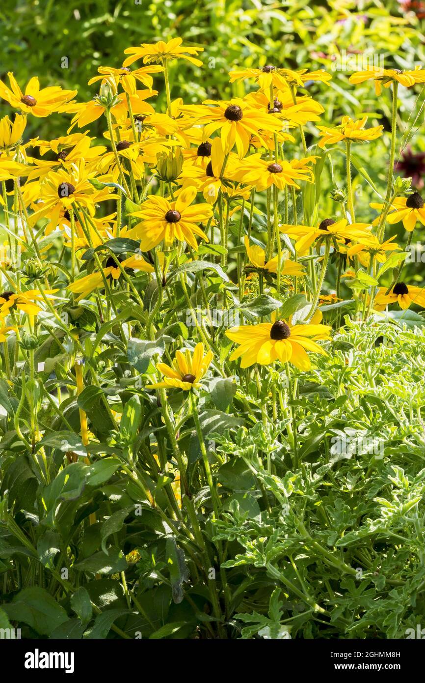 Gloriosa sp hi-res stock photography and images - Alamy
