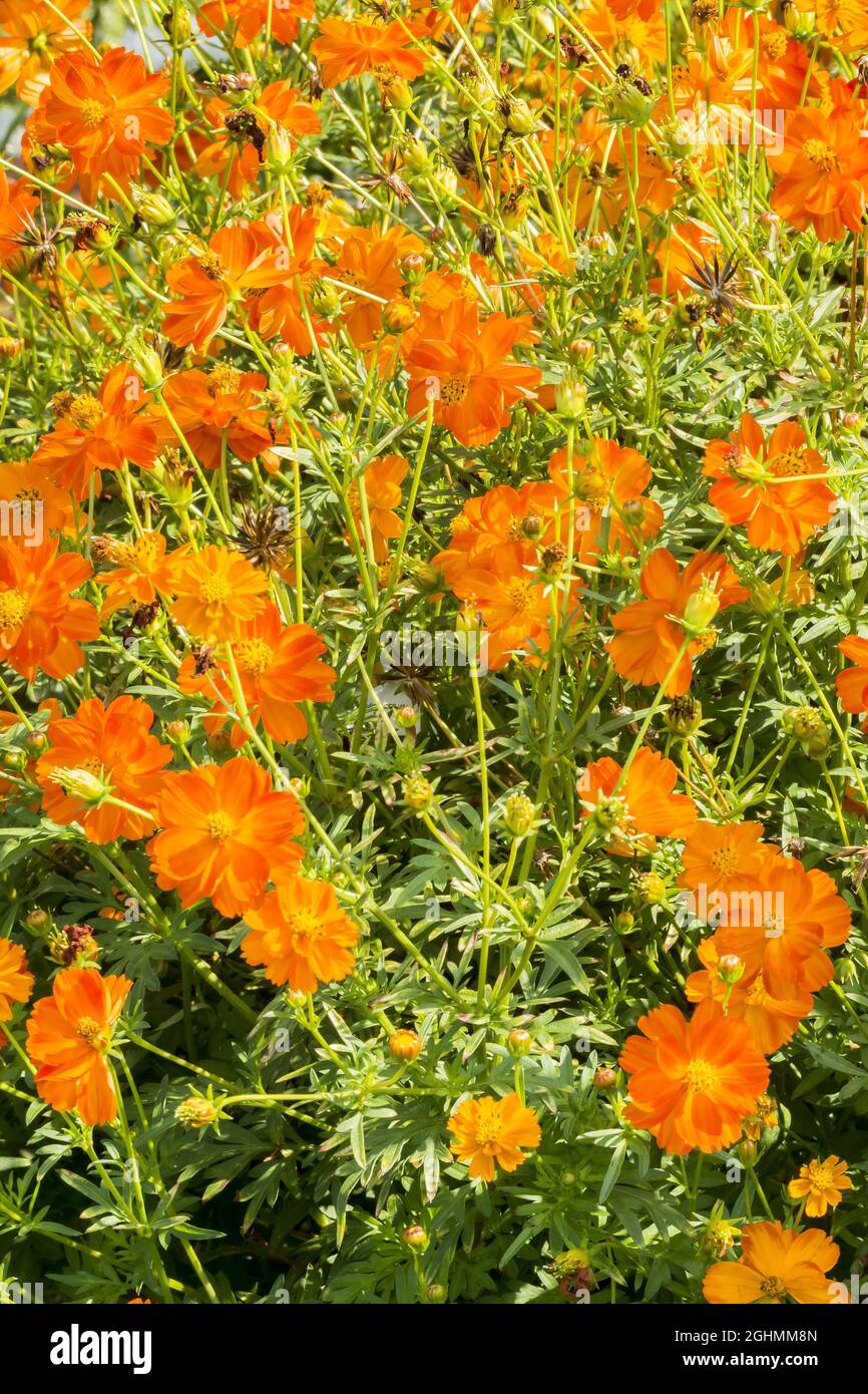 Cosmos sulphureus 'Diablo' Stock Photo - Alamy