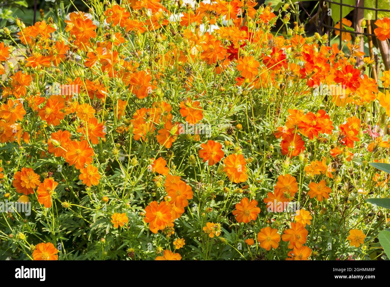 Cosmos sulphureus 'Diablo' Stock Photo - Alamy