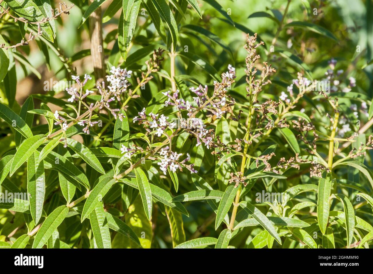 Aloysia triphylla hi-res stock photography and images - Alamy