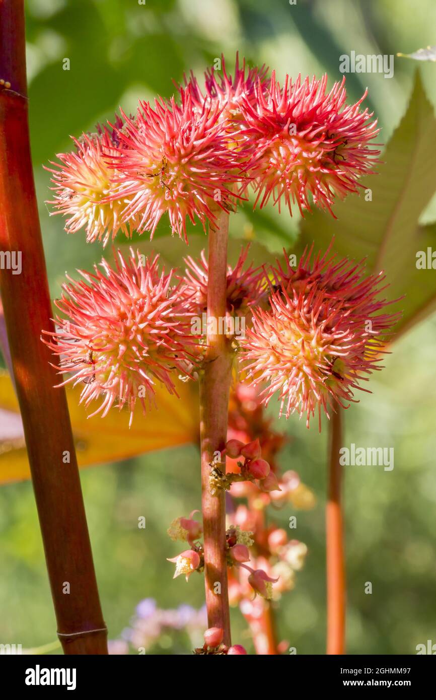 Ricinus communis 'Red Spire' Stock Photo - Alamy