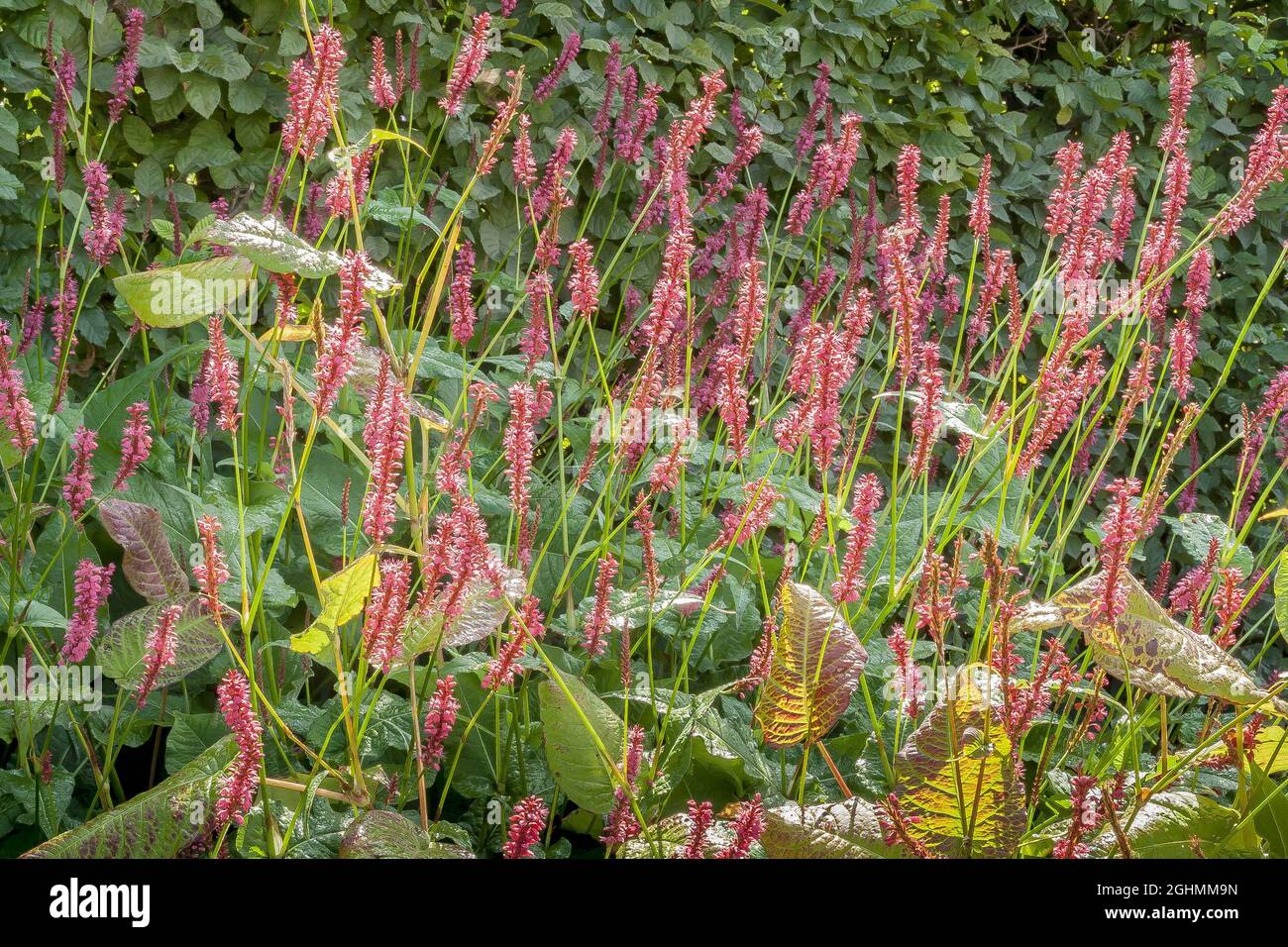 Persicaria amplexicaulis 'Firetail' Stock Photo - Alamy