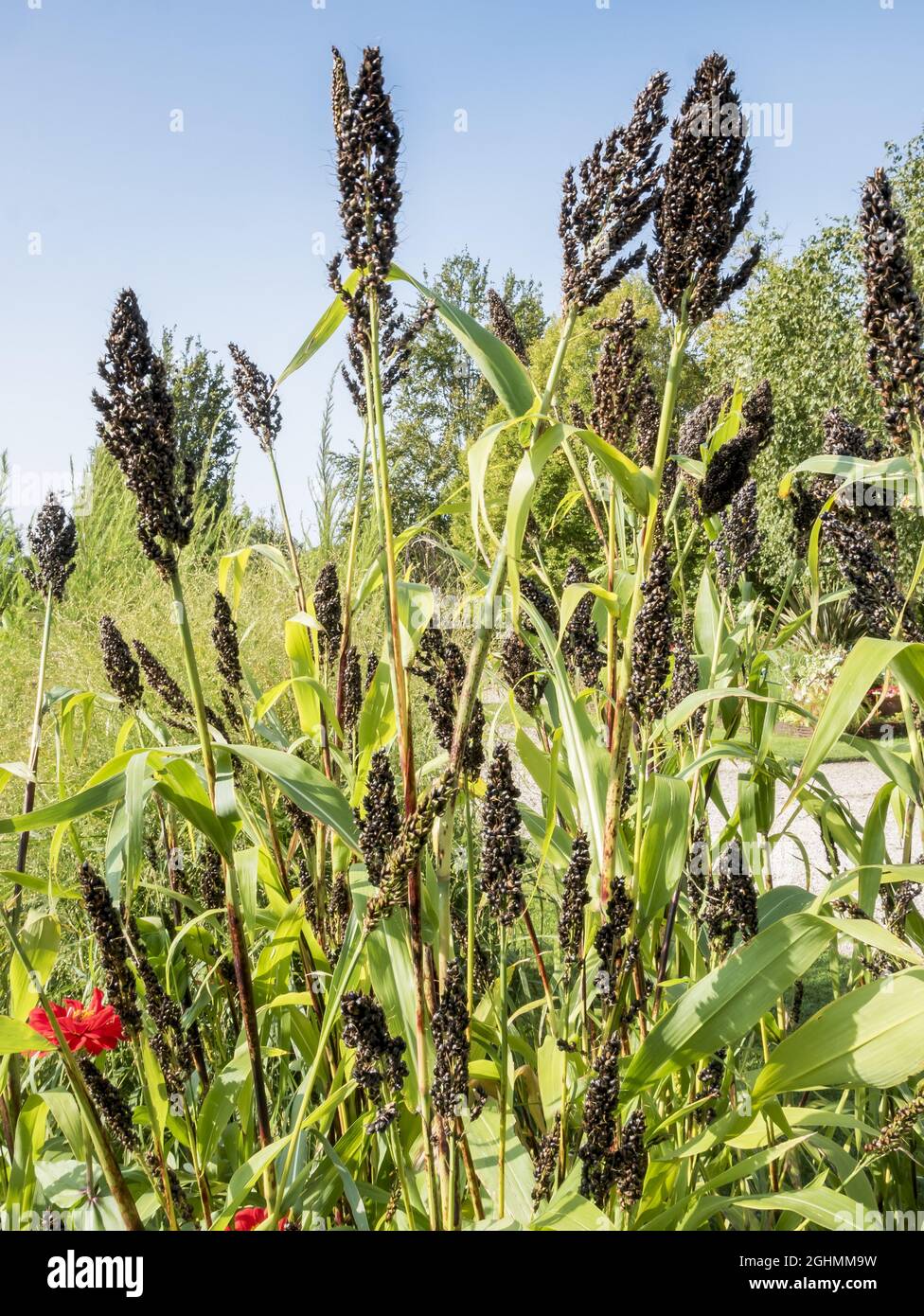 Sorghum Nigrum 'Texas Black' Stock Photo - Alamy