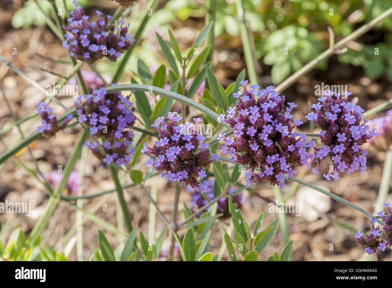 Verbena Sp Verbenaceae High Resolution Stock Photography and Images - Alamy