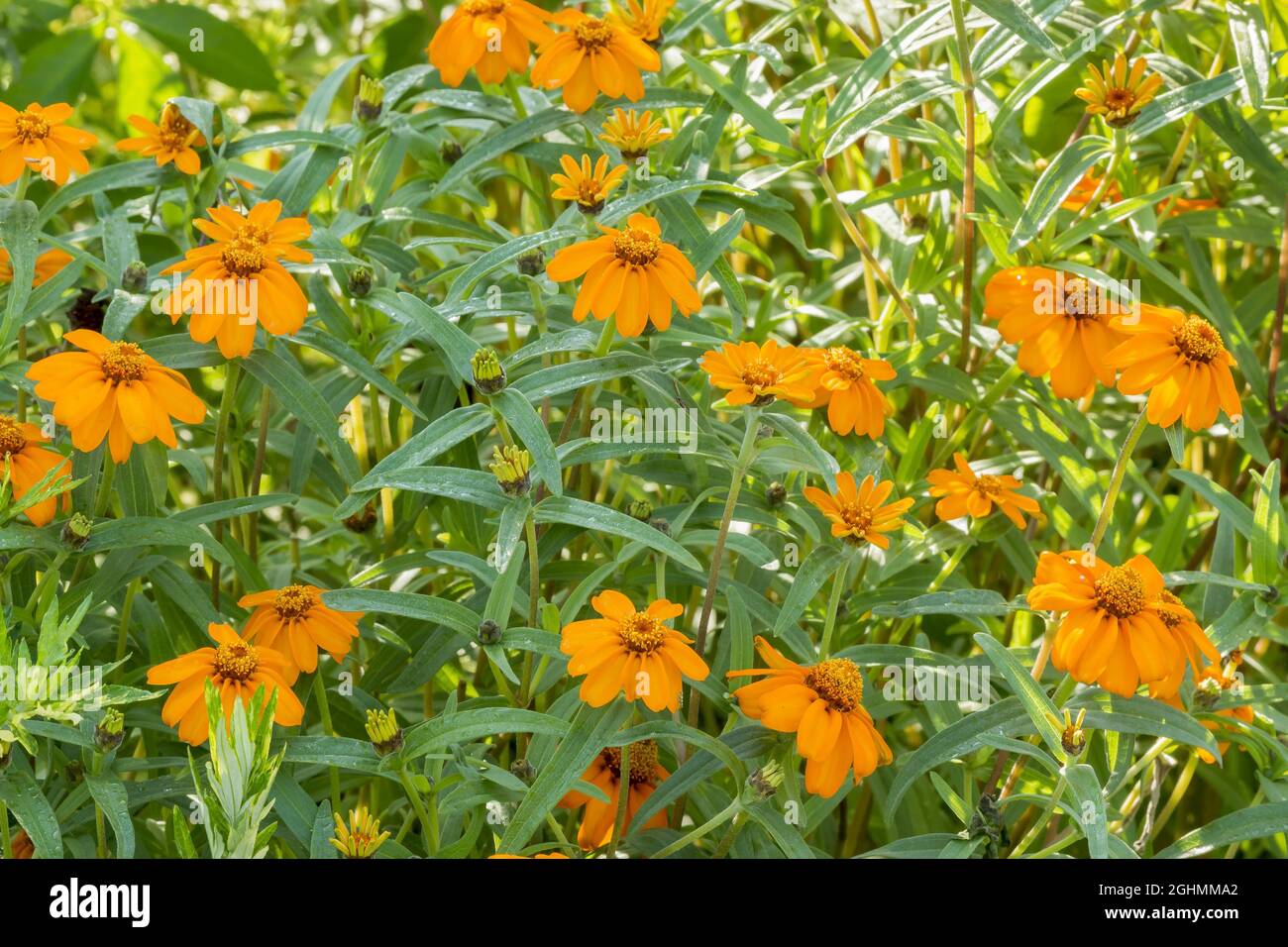 Zinnia angustifolia 'Star Orange' Stock Photo - Alamy