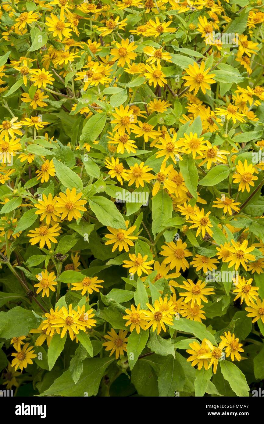 Melampodium paludosum 'Showstar' Stock Photo - Alamy