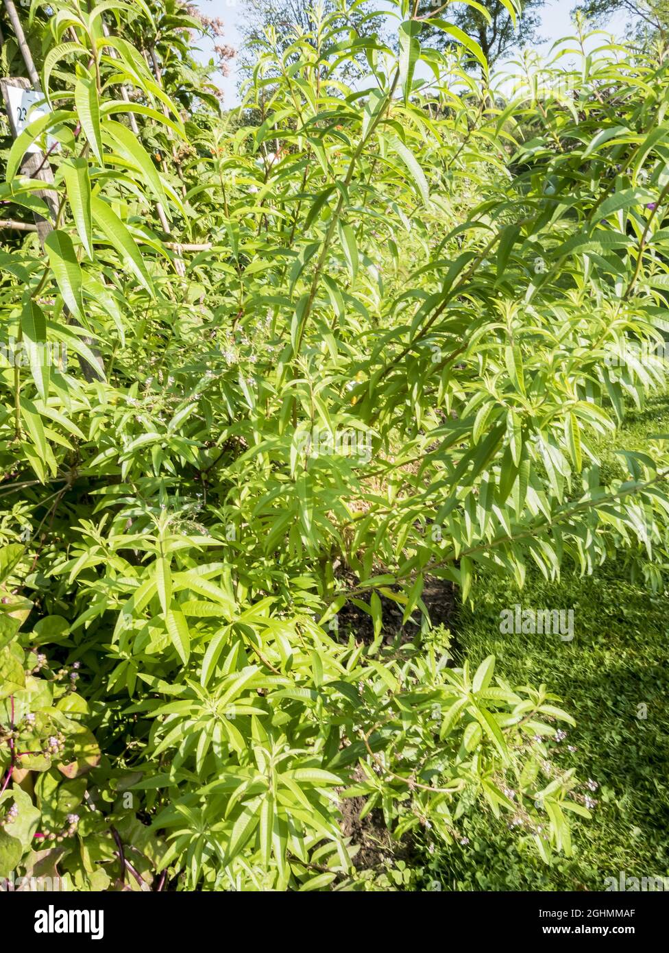 Aloysia triphylla hi-res stock photography and images - Alamy
