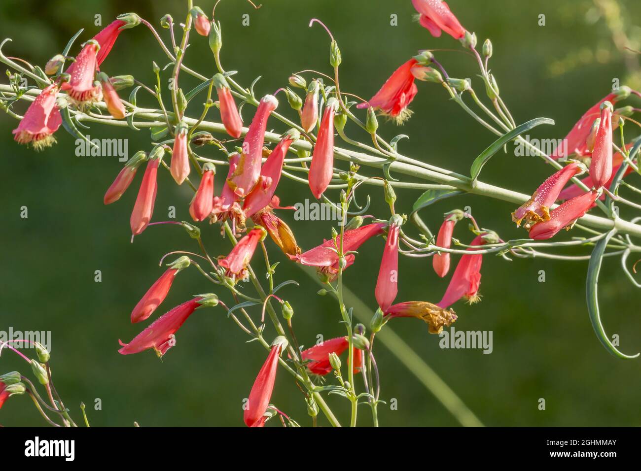 Real cape fuchsia phygelius capensis hi-res stock photography and ...