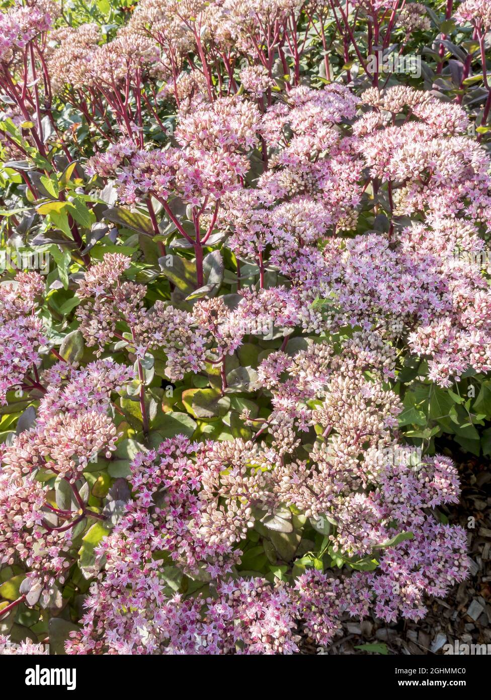 Sedum matrona hi-res stock photography and images - Alamy