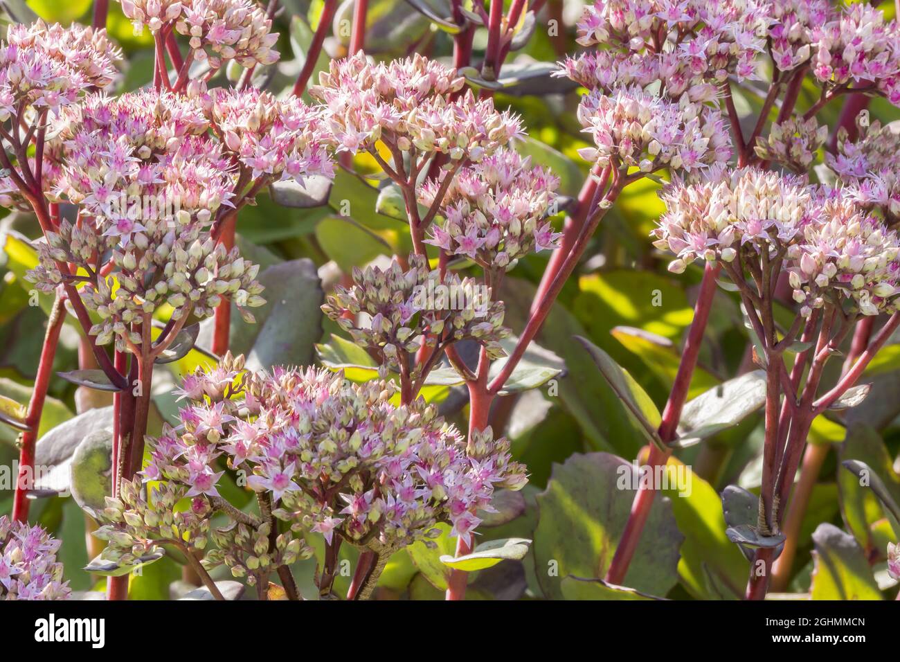 Sedum matrona hi-res stock photography and images - Alamy