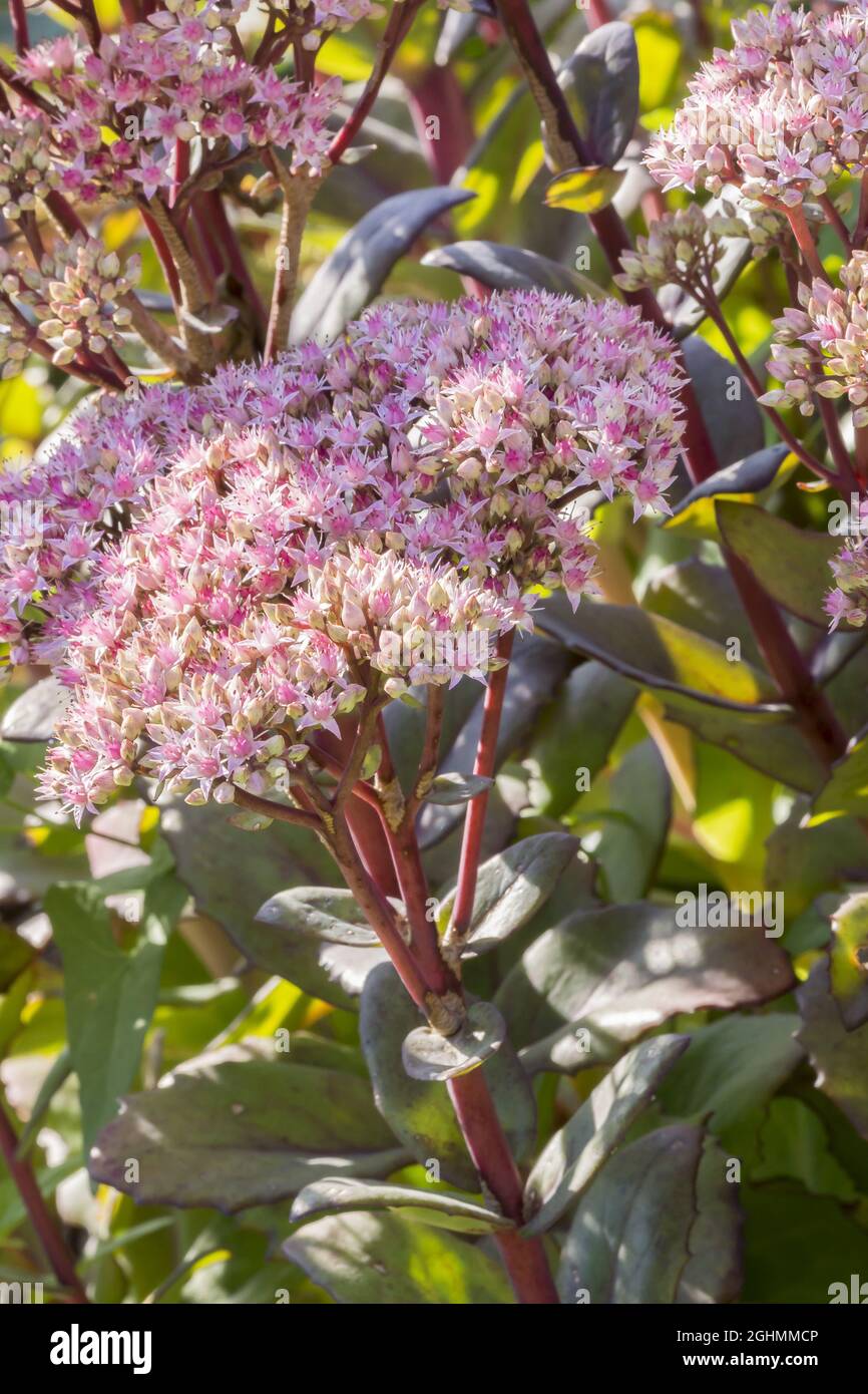 Sedum matrona hi-res stock photography and images - Alamy
